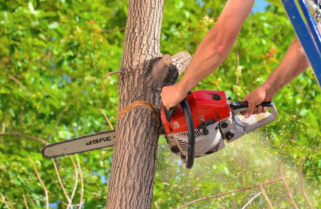 8 Things to You Need Know About Tree Removal - Five Star Tree Services