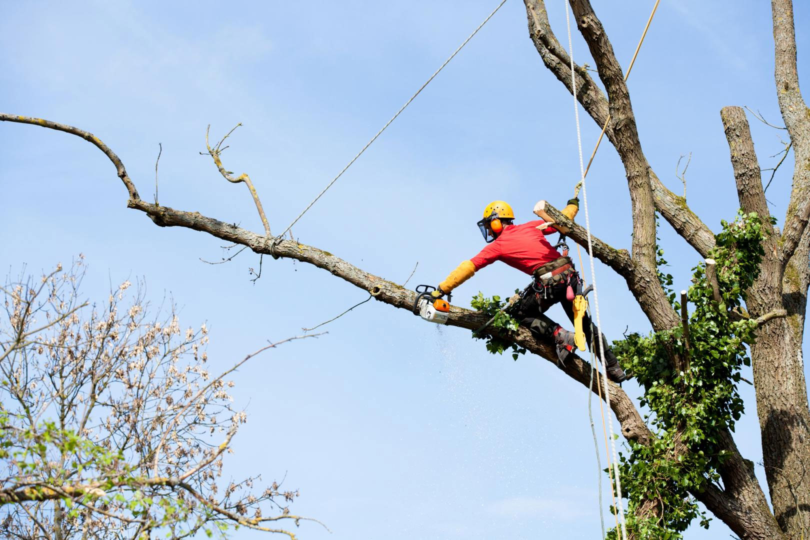 Arborist Report in Richmond Hill - Five Star Tree Services