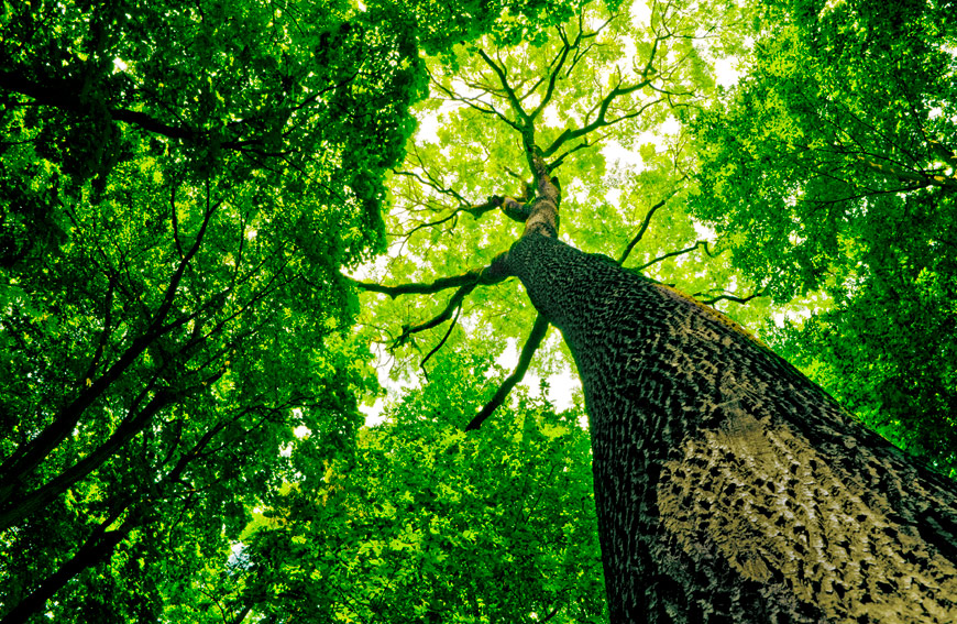 Four Fun Facts About Trees Five Star Tree Services four-fun-facts-about-trees-five-star-tree-services