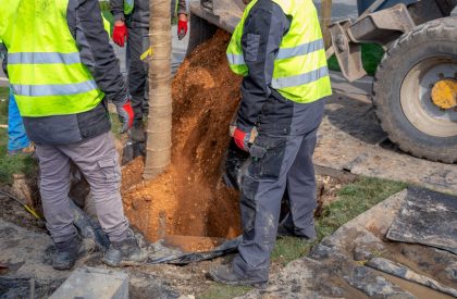 Large Tree Transplanting Factors - Five Star Tree Services
