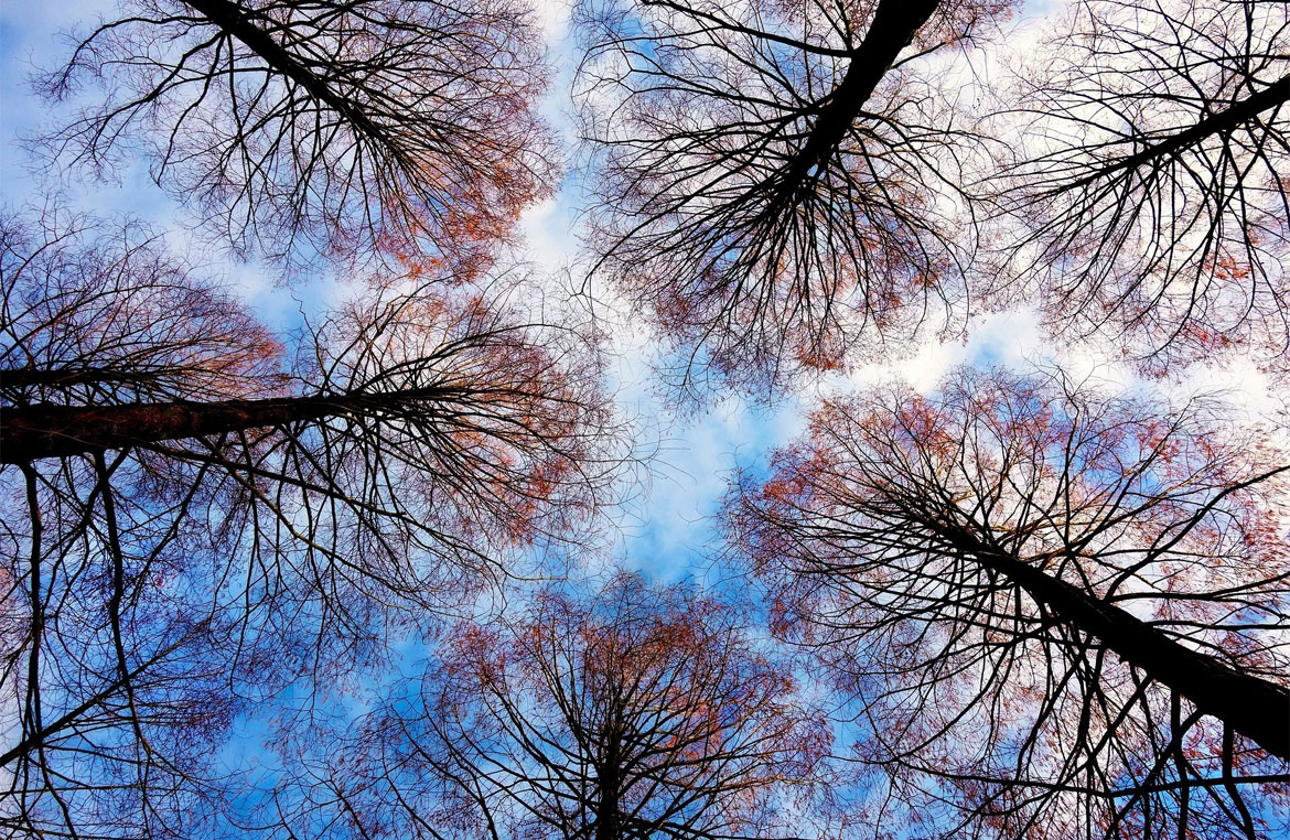 What Is Opposite Branching Five Star Tree Services What Is Opposite Branching Five Star Tree Services