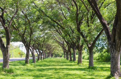 Opposite Branching: What Is It? - Five Star Tree Services