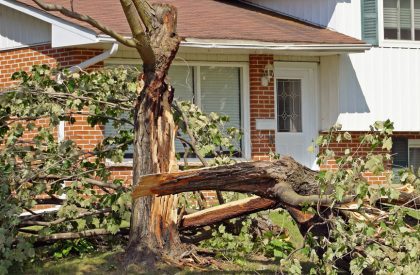 Signs Your Tree Is Stressed and How to Treat It - Five Star Tree Services