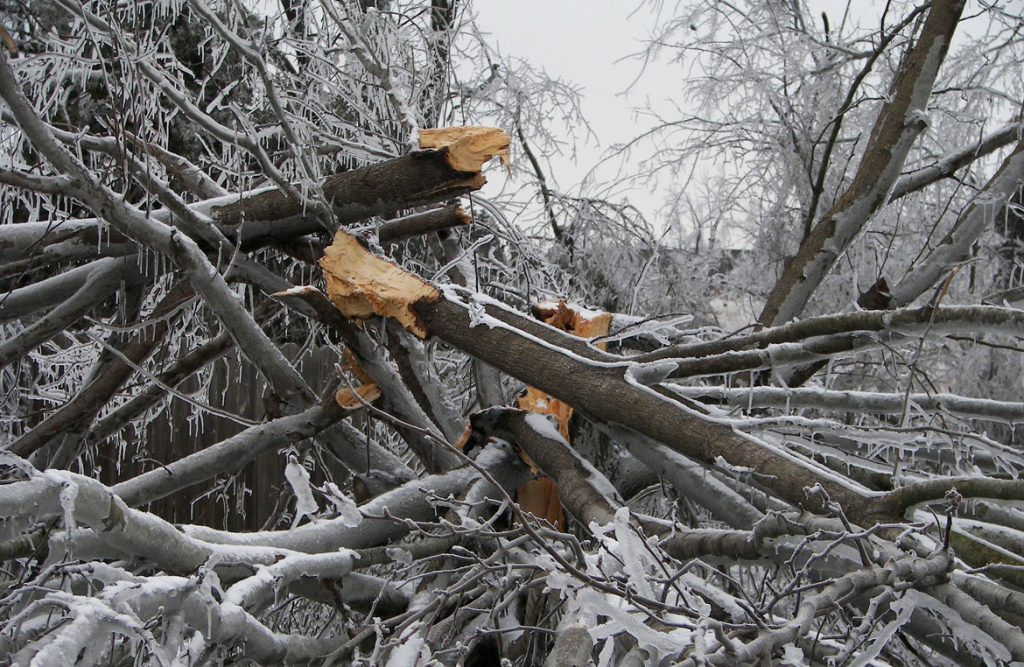 Caring for Your Trees Before and After a Major Storm - Five Star Tree ...