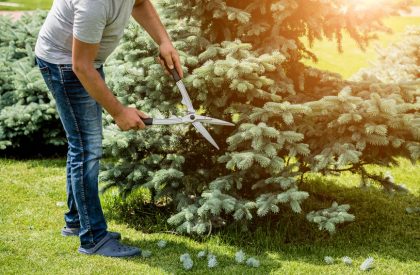 Tree Pruning - Evergreens - Five Star Tree Services