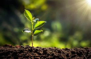 Understanding the Tree Lifecycle: From Seed to Maturity