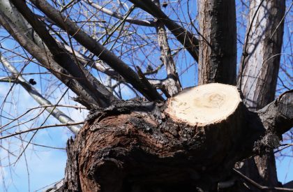 Understanding Tree Crown Reduction: A Comprehensive Guide