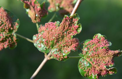 What are Gall Mites? - Five Star Tree Services