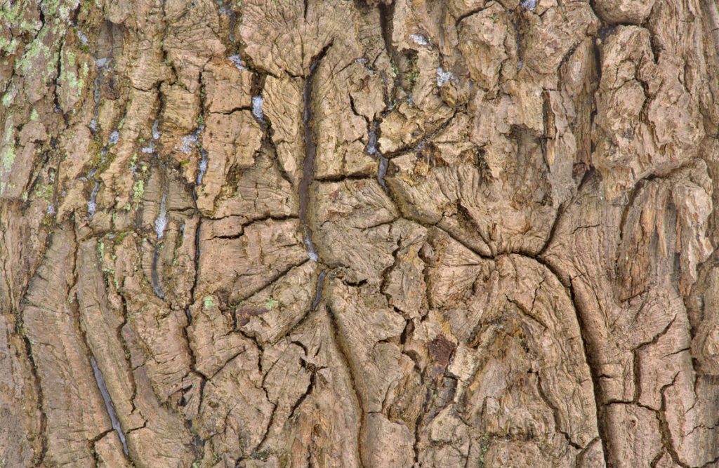 What to Do If Your Tree Becomes Cracked - Five Star Tree Services